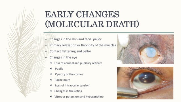 FORENSIC MEDICINE - STAGES OF DEATH | PPTX