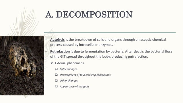FORENSIC MEDICINE - STAGES OF DEATH | PPTX