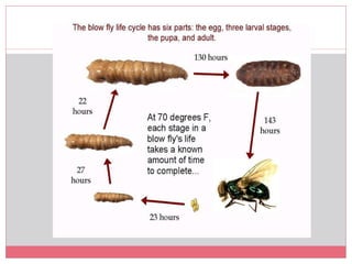 Forensic medicine post mortem artefact | PPT
