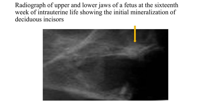 forensic odontogy.pptx