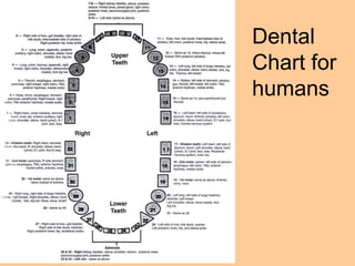 FORENSIC ODONTOLOGY for personal identification | PPT