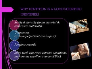 Forensic odontology ppt | PPTX | Dental Health | Diseases and Conditions