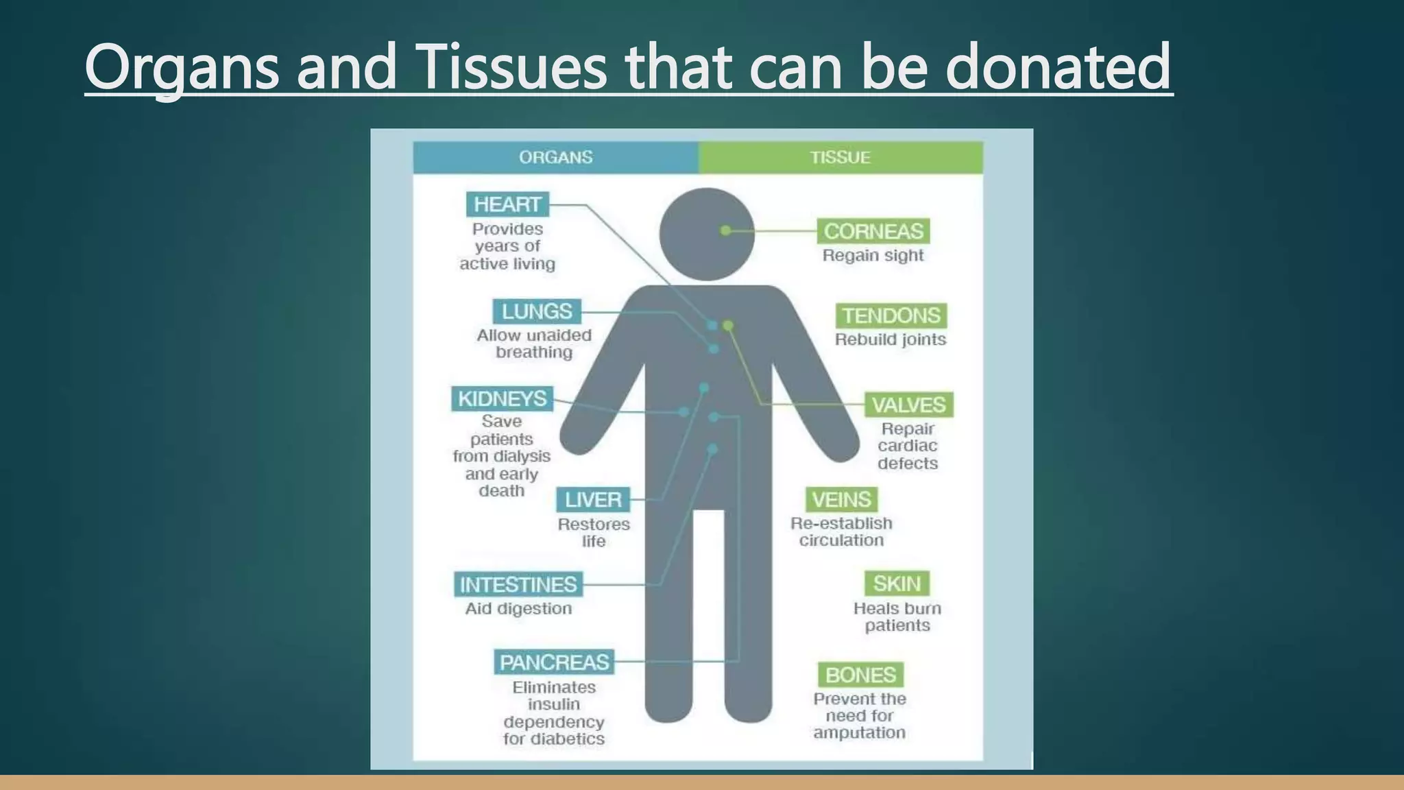 Forensic Organ transplantation B10G1B.pptx