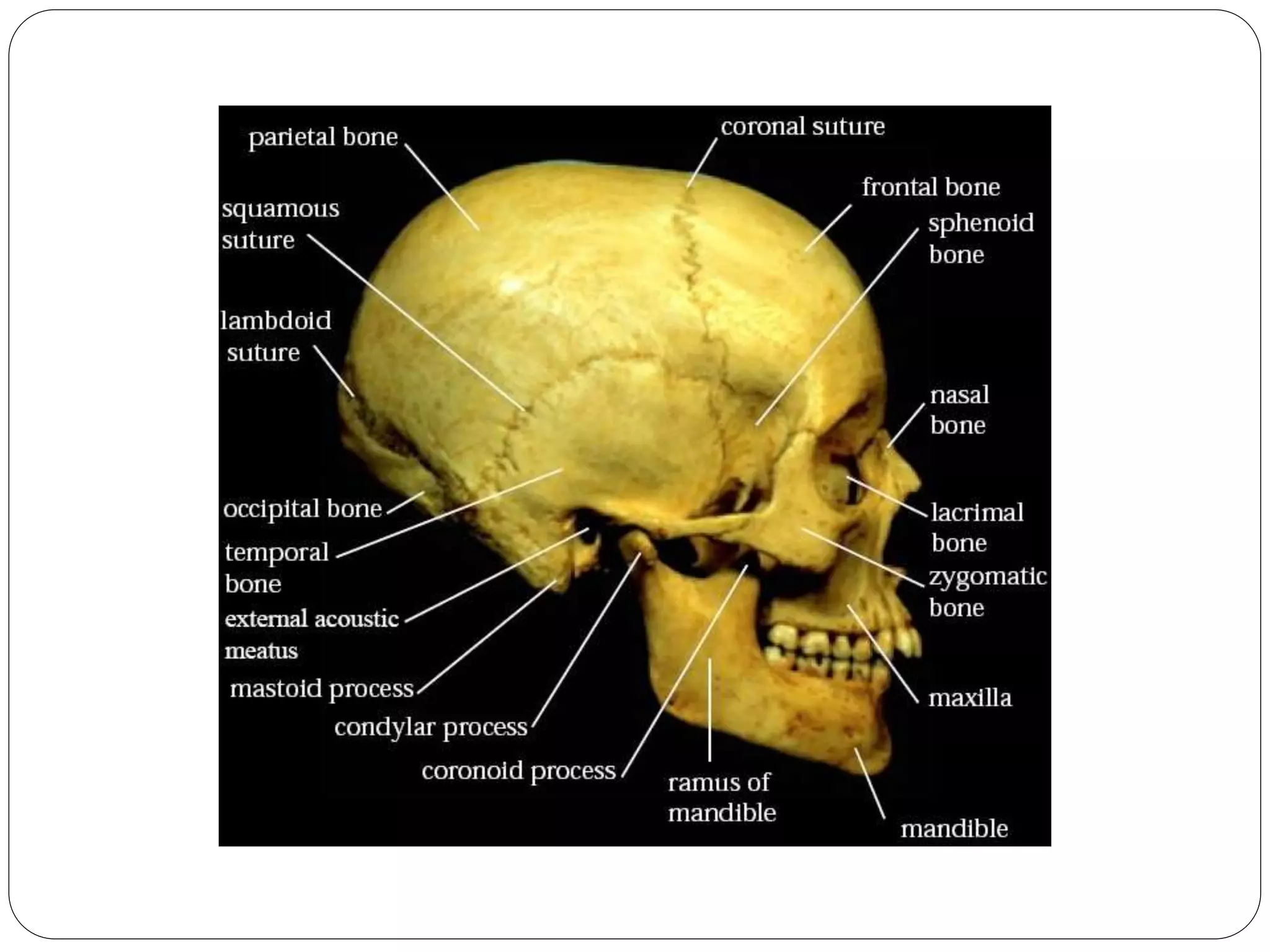Forensic osteology | PPTX
