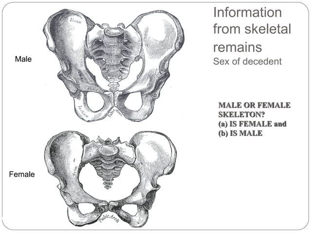 Forensic osteology | PPTX
