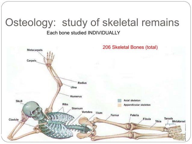 Forensic osteology | PPTX