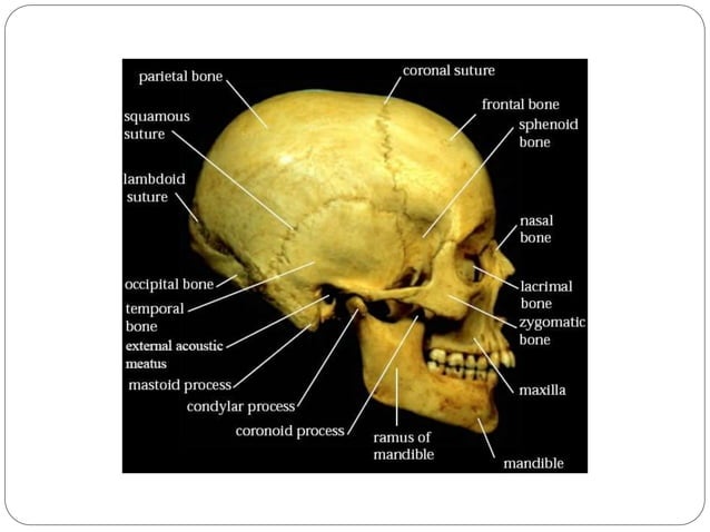 Forensic osteology | PPTX