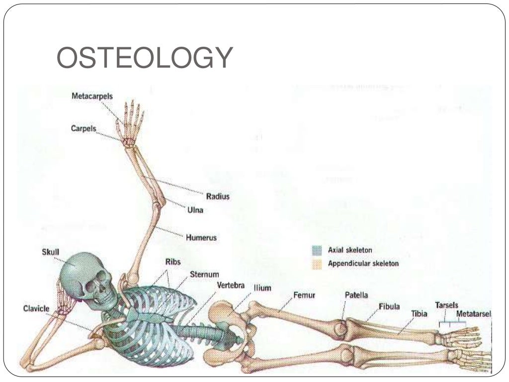 Forensic osteology