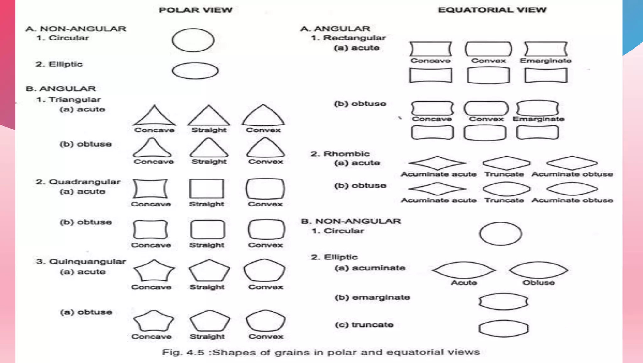 Forensic Palynology: Pollen Grains | PPTX