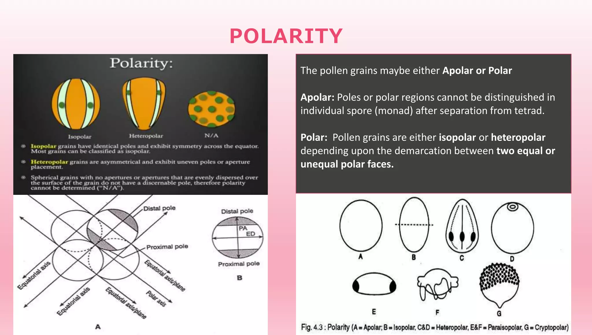 Forensic Palynology: Pollen Grains | PPTX | Beekeeping | Hobbies ...