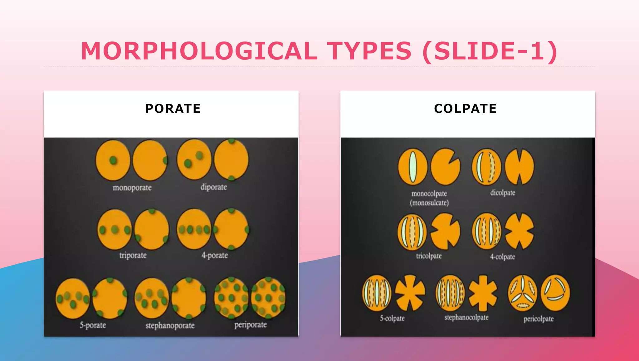 Forensic Palynology: Pollen Grains | PPTX