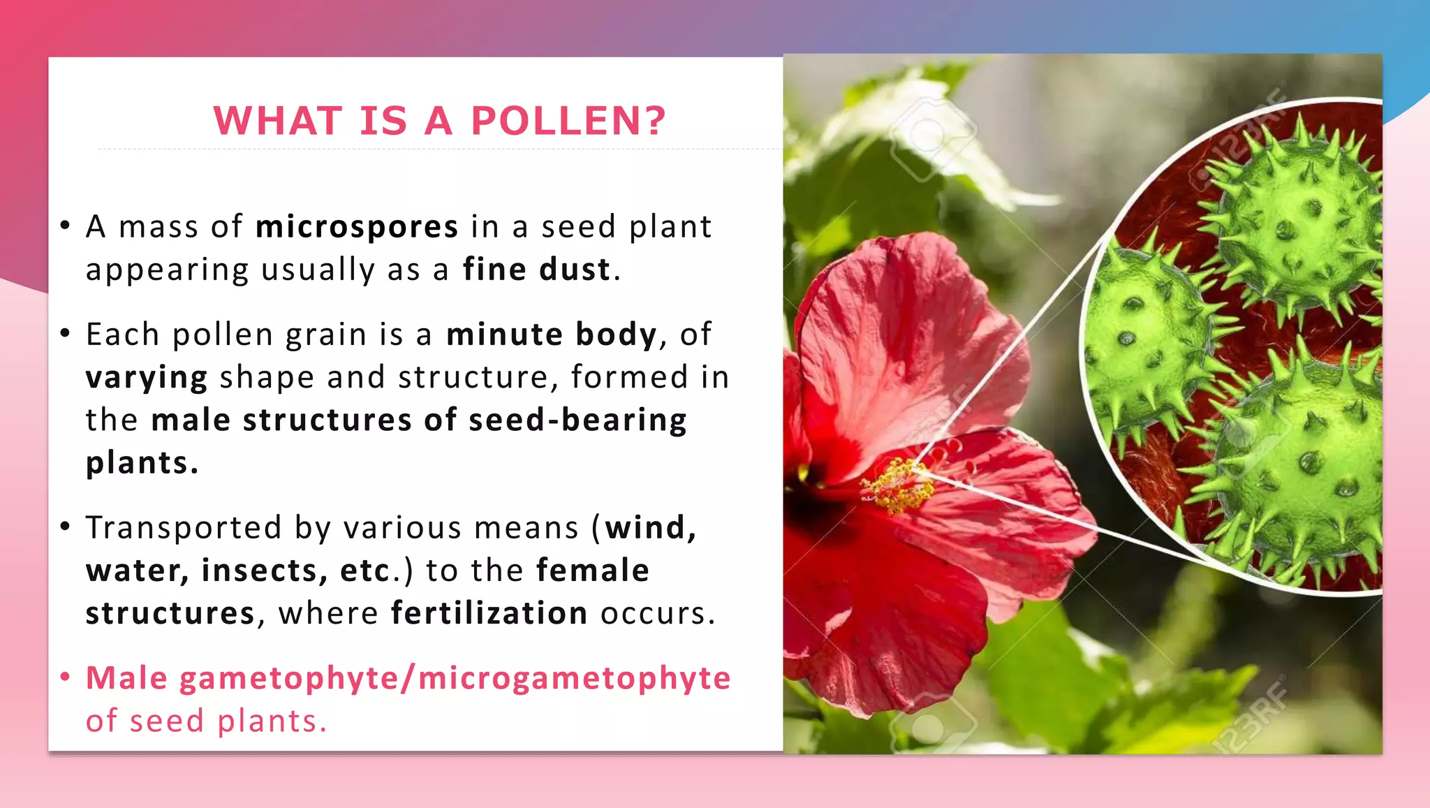 Forensic Palynology: Pollen Grains | PPTX | Beekeeping | Hobbies ...