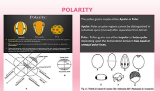 Forensic Palynology: Pollen Grains | PPTX