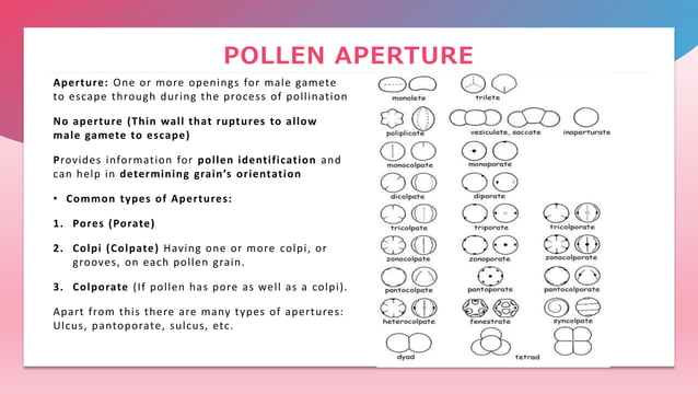 Forensic Palynology: Pollen Grains | PPTX | Beekeeping | Hobbies ...