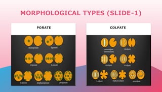 Forensic Palynology: Pollen Grains | PPTX
