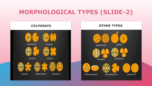 Forensic Palynology: Pollen Grains | PPTX | Beekeeping | Hobbies ...
