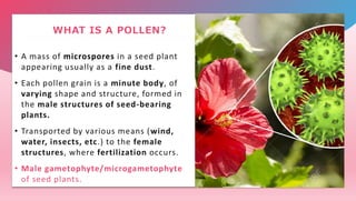 Forensic Palynology: Pollen Grains | PPTX