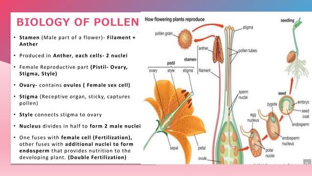 Forensic Palynology: Pollen Grains | PPTX | Beekeeping | Hobbies ...