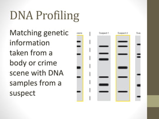 Forensic Science Vocabulary | PPTX