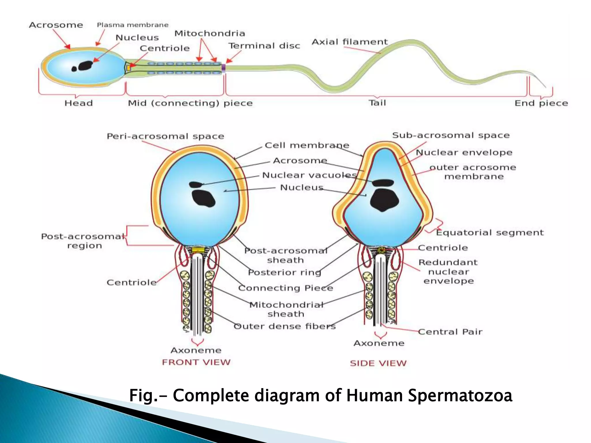 Forensic semen analysis | PPTX
