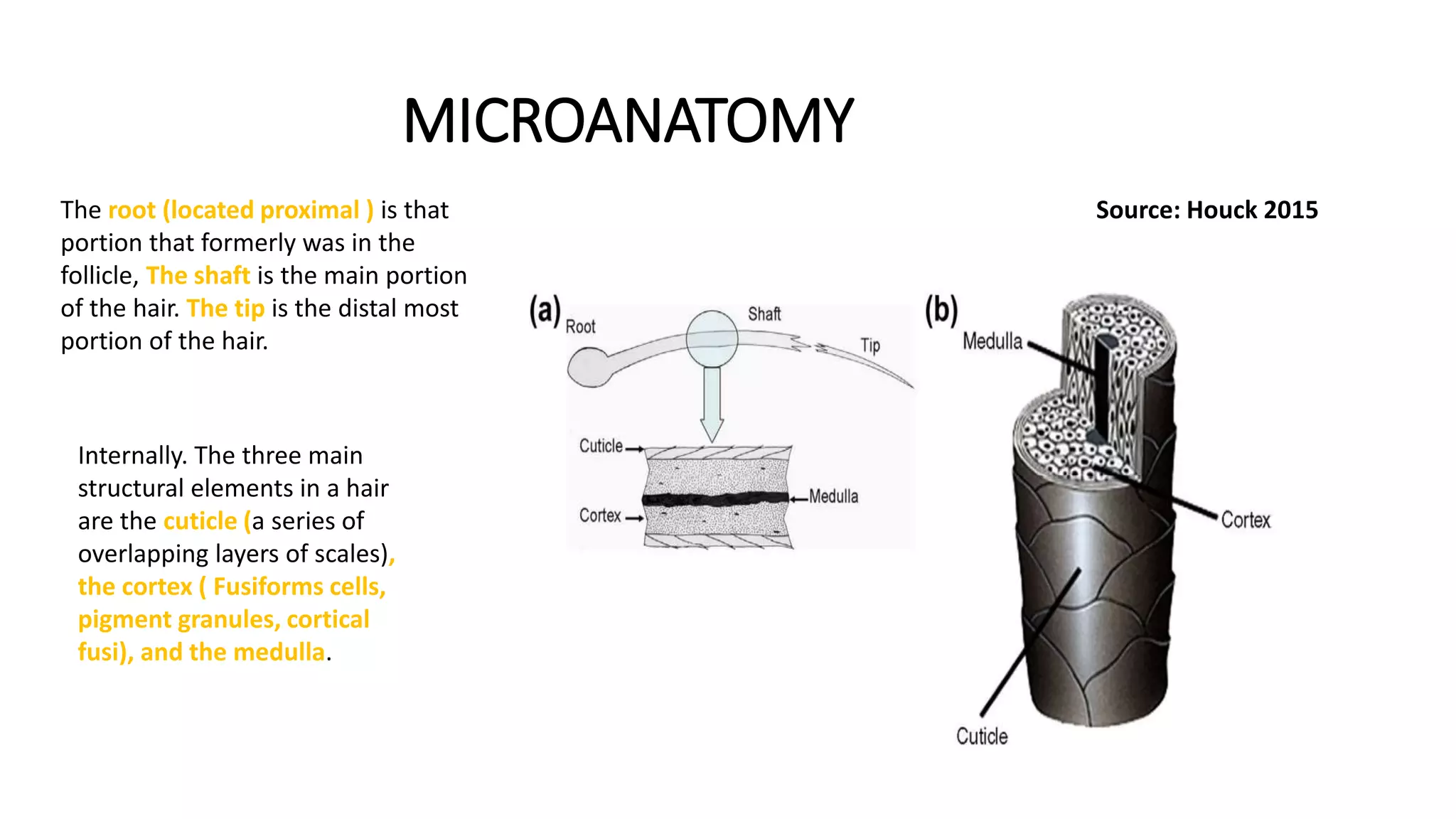 FORENSIC SEROLOGY_Unit2 _Hair examination.pptx