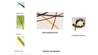 FORENSIC SEROLOGY_Unit2 _Hair examination.pptx