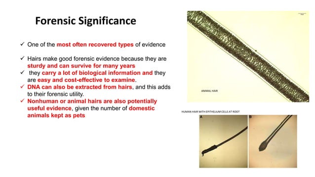 FORENSIC SEROLOGY_Unit2 _Hair examination.pptx