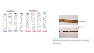 FORENSIC SEROLOGY_Unit2 _Hair examination.pptx