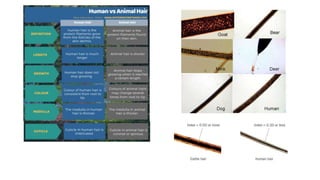 FORENSIC SEROLOGY_Unit2 _Hair examination.pptx