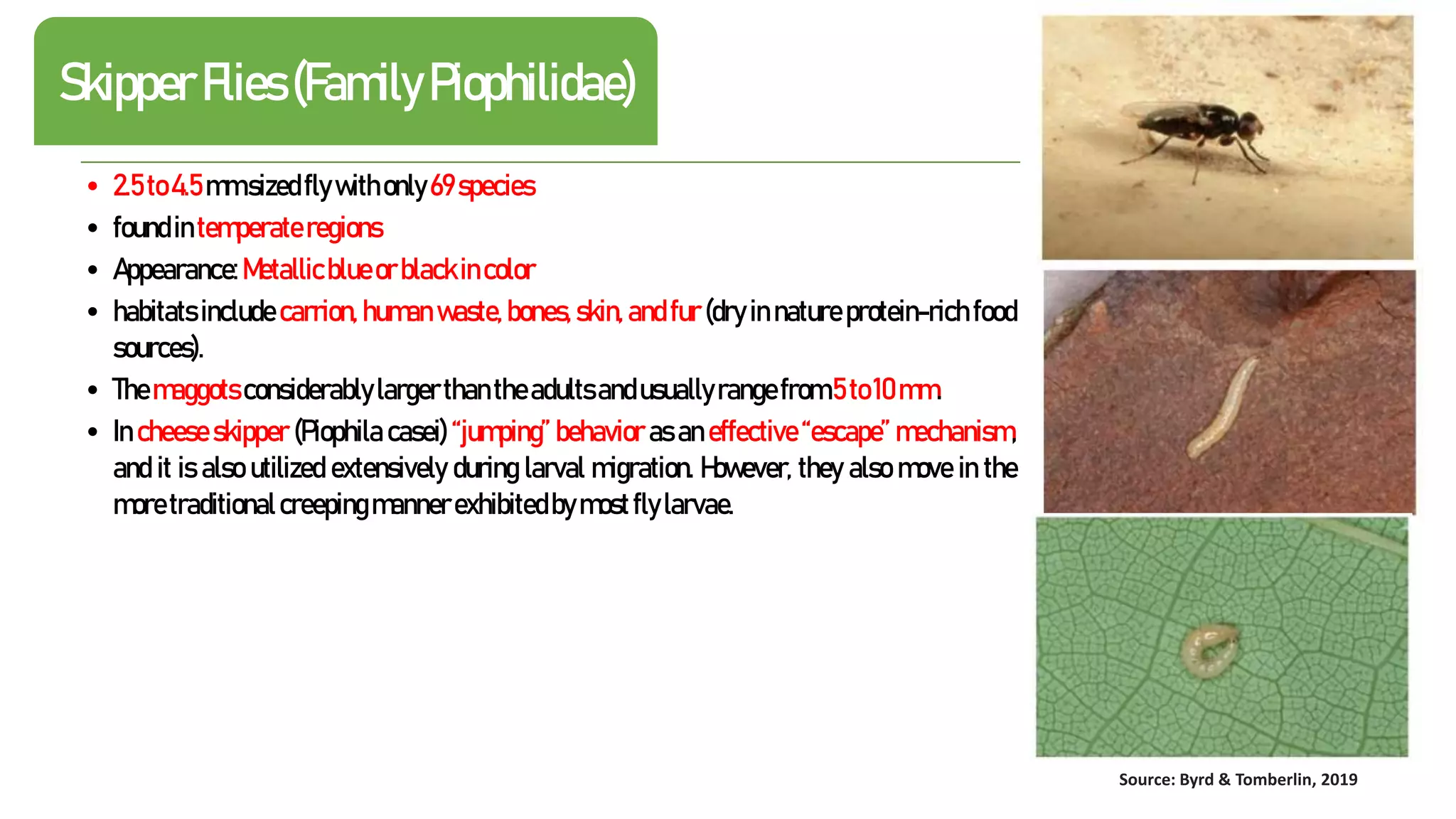 Forensic Serology_UNIT 3_Forensic entomology.pptx