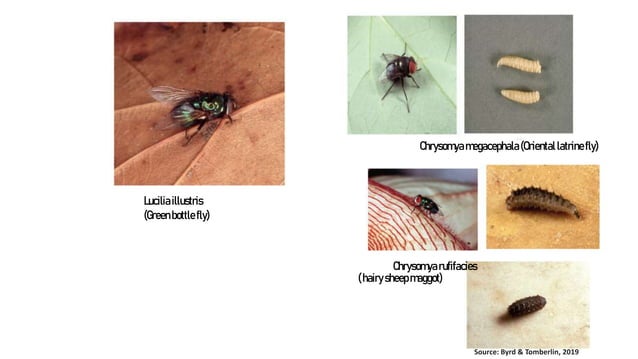 Forensic Serology_UNIT 3_Forensic entomology.pptx