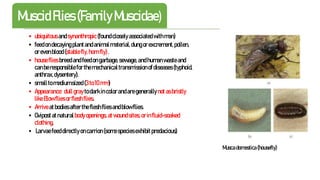Forensic Serology_UNIT 3_Forensic entomology.pptx