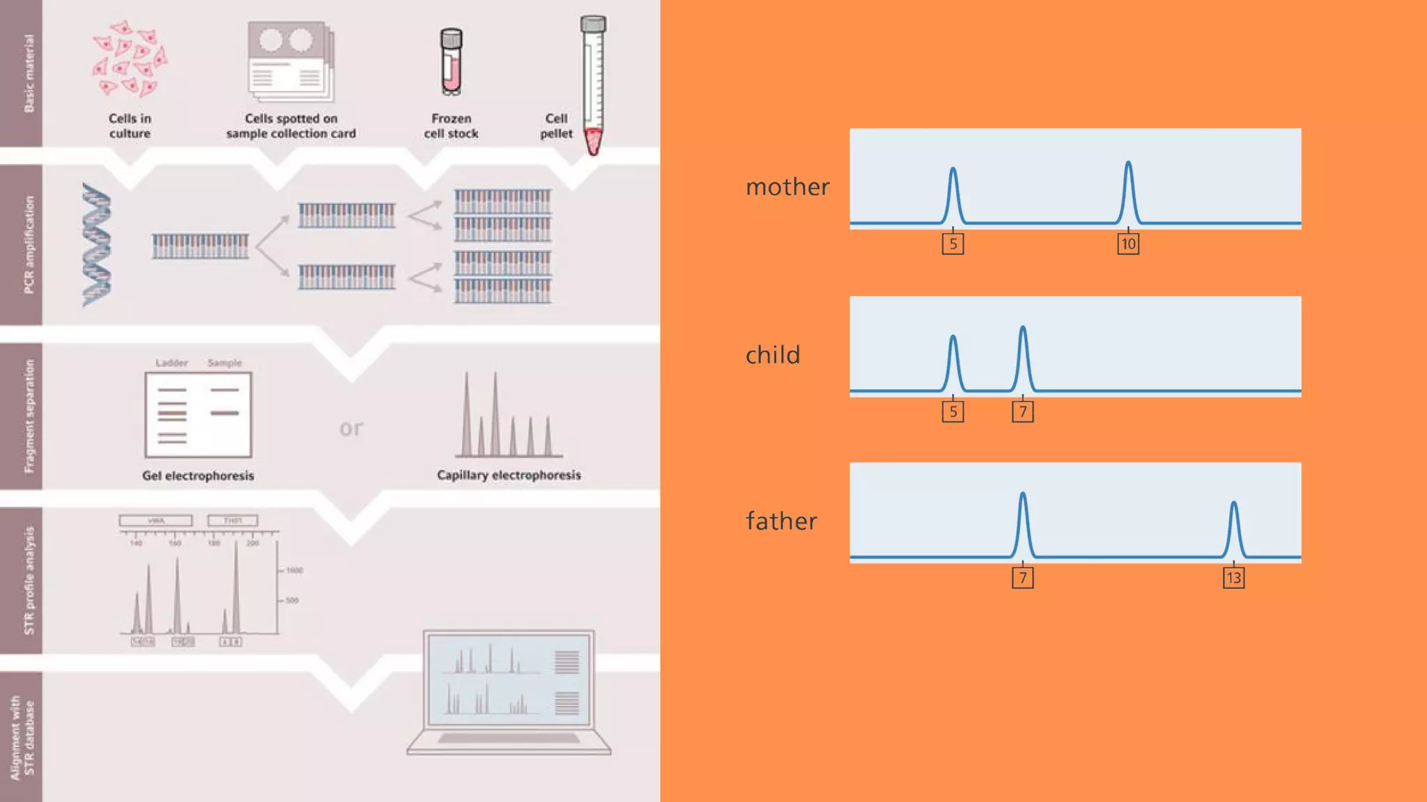 Forensic Significance Of Dna Profiling Pdf