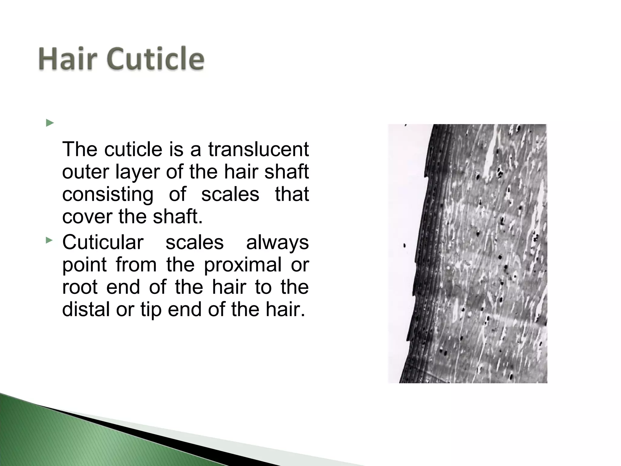 Forensics of hair analysis | PPT