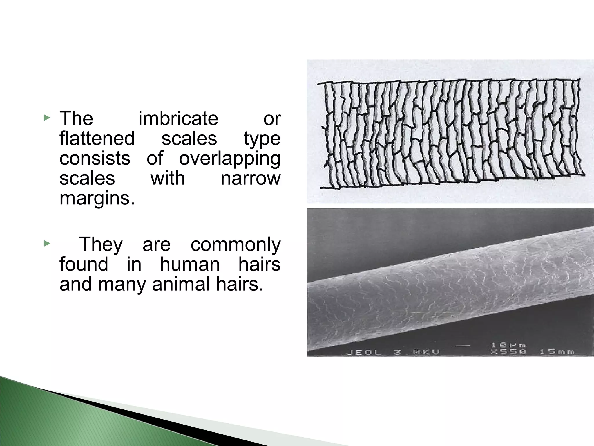 Forensics of hair analysis | PPT