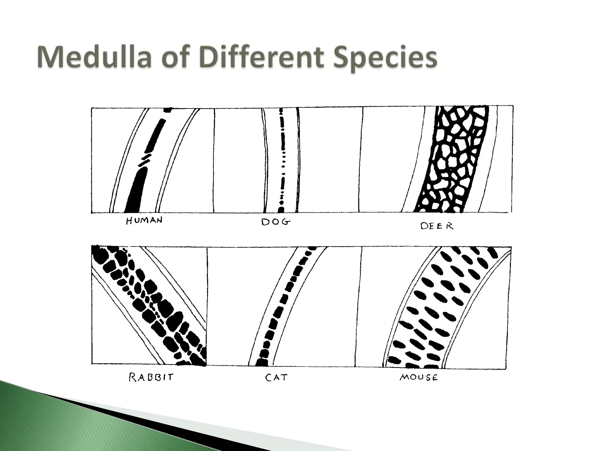Forensics of hair analysis | PPT