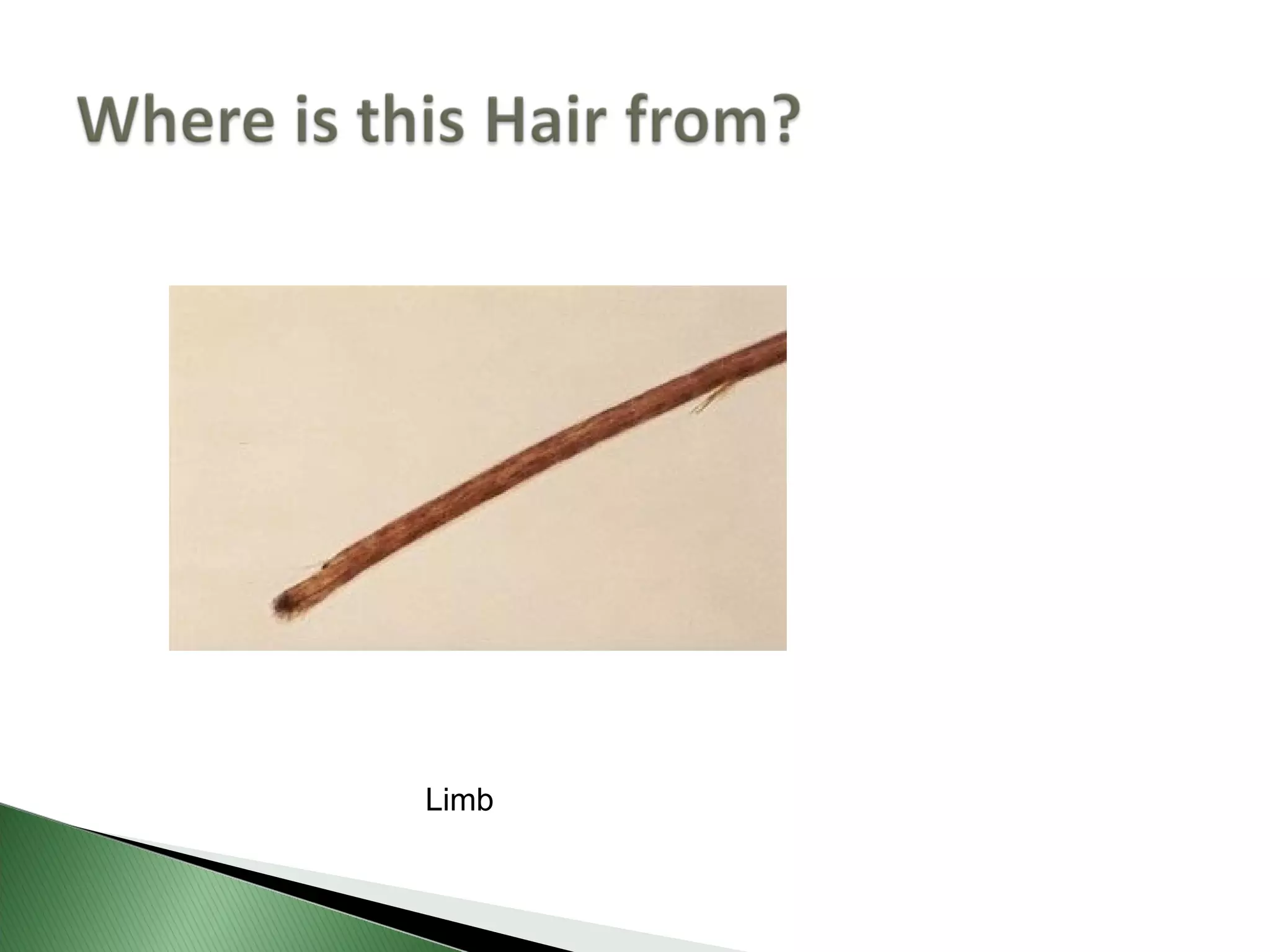 Forensics of hair analysis | PPT