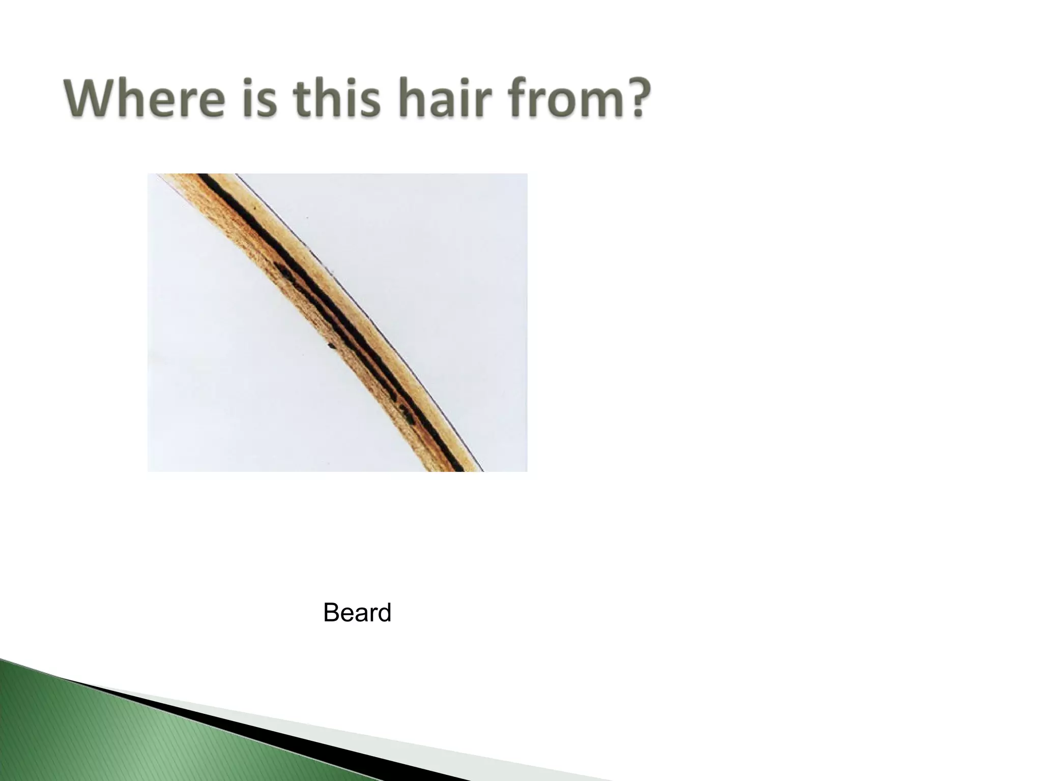 Forensics of hair analysis | PPT