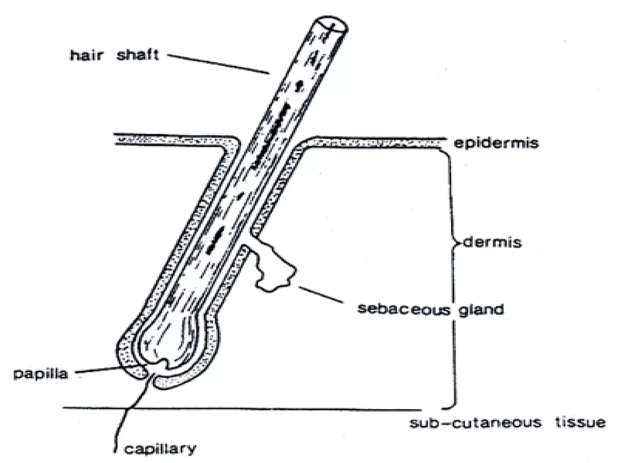 Forensics of hair analysis | PPT
