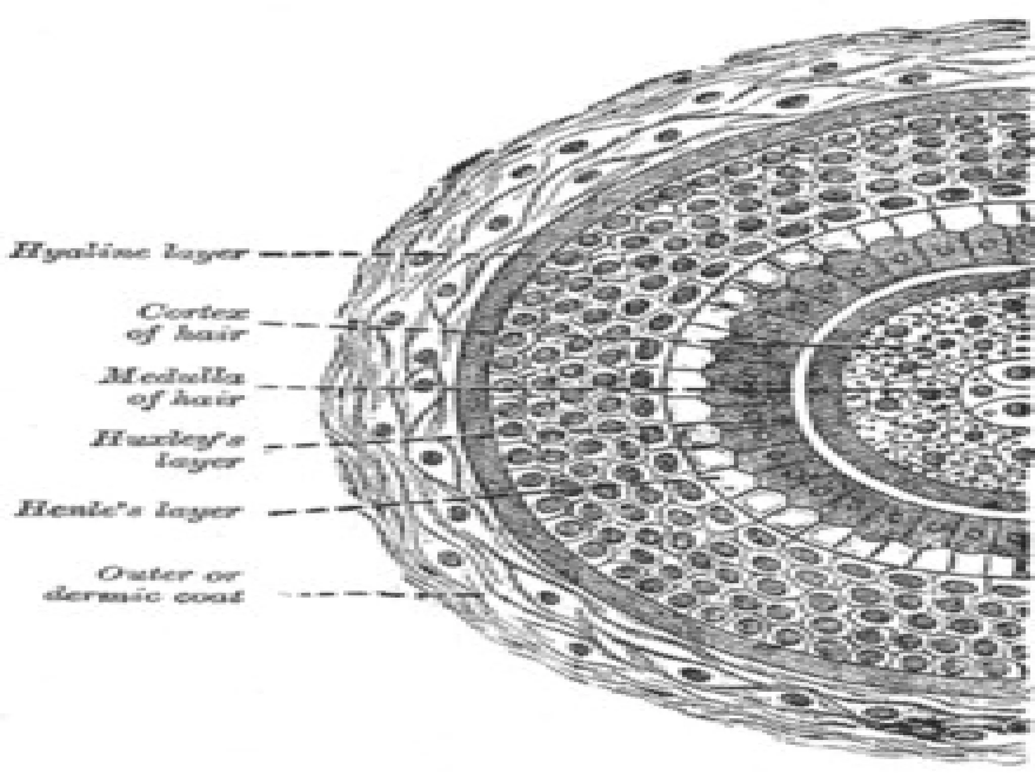 Forensics of hair analysis | PPT