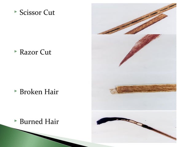 Forensics of hair analysis | PPT | Hair Care | Beauty