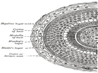 Forensics of hair analysis | PPT