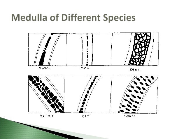 Forensics of hair analysis