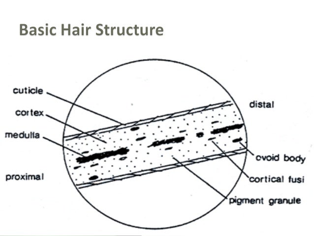 Forensics of hair analysis