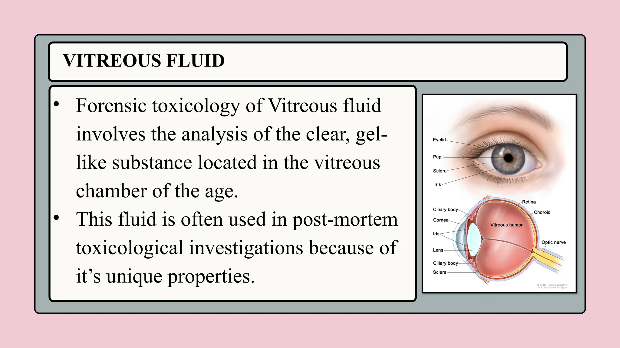 Forensic toxicology Vitreous fluid and hair.pptx