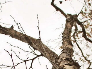 Foreshortening | PPTX