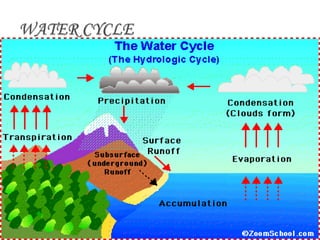 Forest, Our Lifeline | PPTX