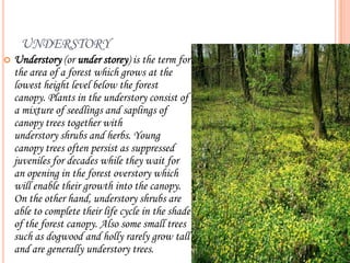 Forest, Our Lifeline | PPTX