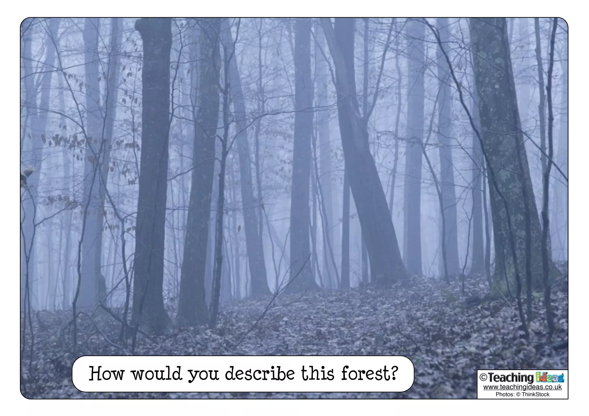Forest | PDF