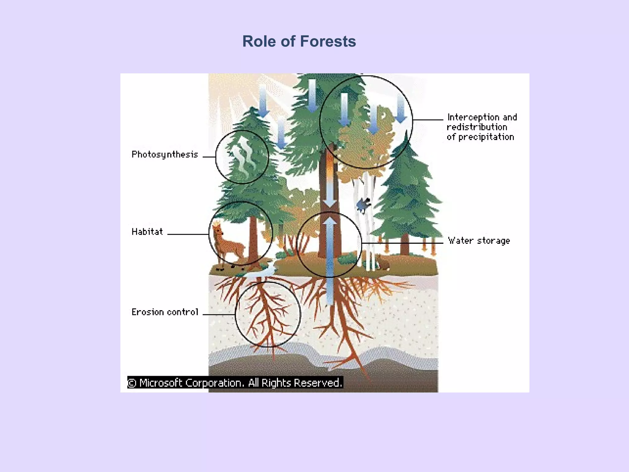 17. Forests- Our Lifeline by Dilip Kumar Chandra | PPT